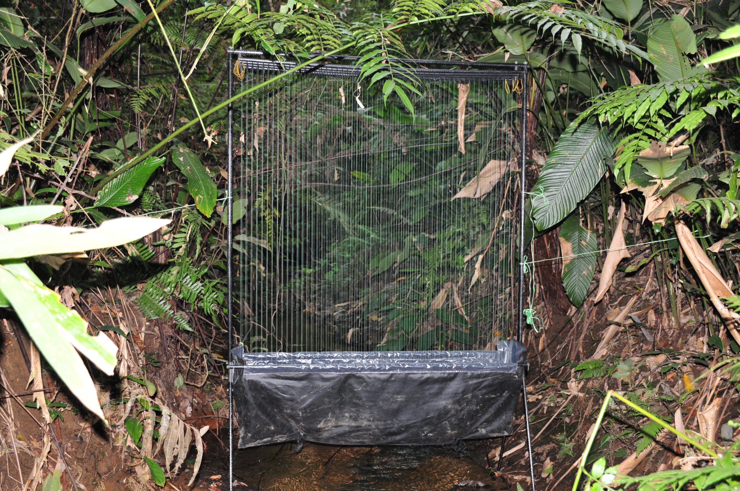 Harptrap for Bats – A new innovation in the harp traps world
